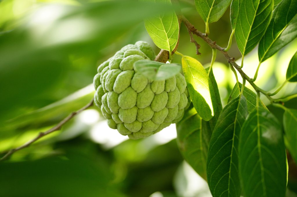 Grow A Garden Is Launching A SUGAR APPLE SEED! - Durbin Rock